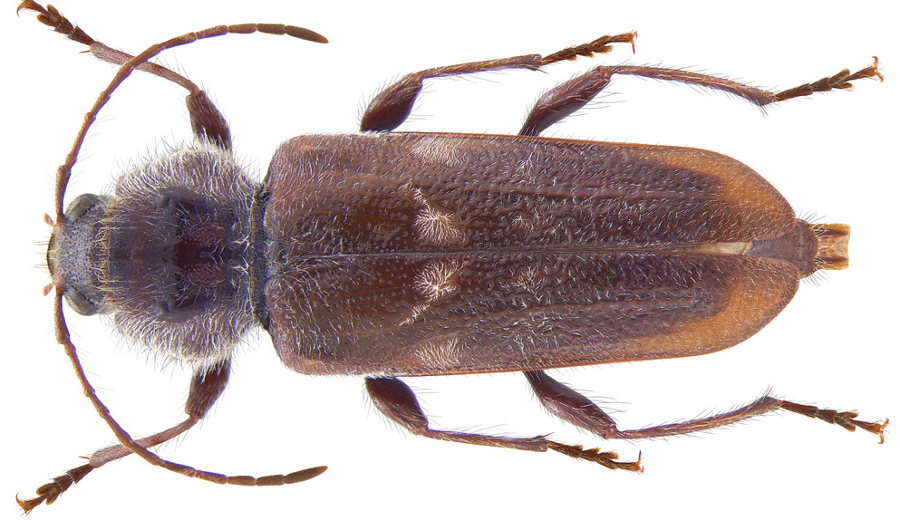 Houtworm houten vloer - Vloer-vloerbedekking