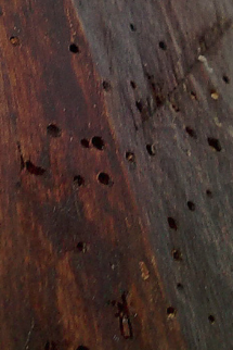 Houtworm houten vloer - Vloer-vloerbedekking